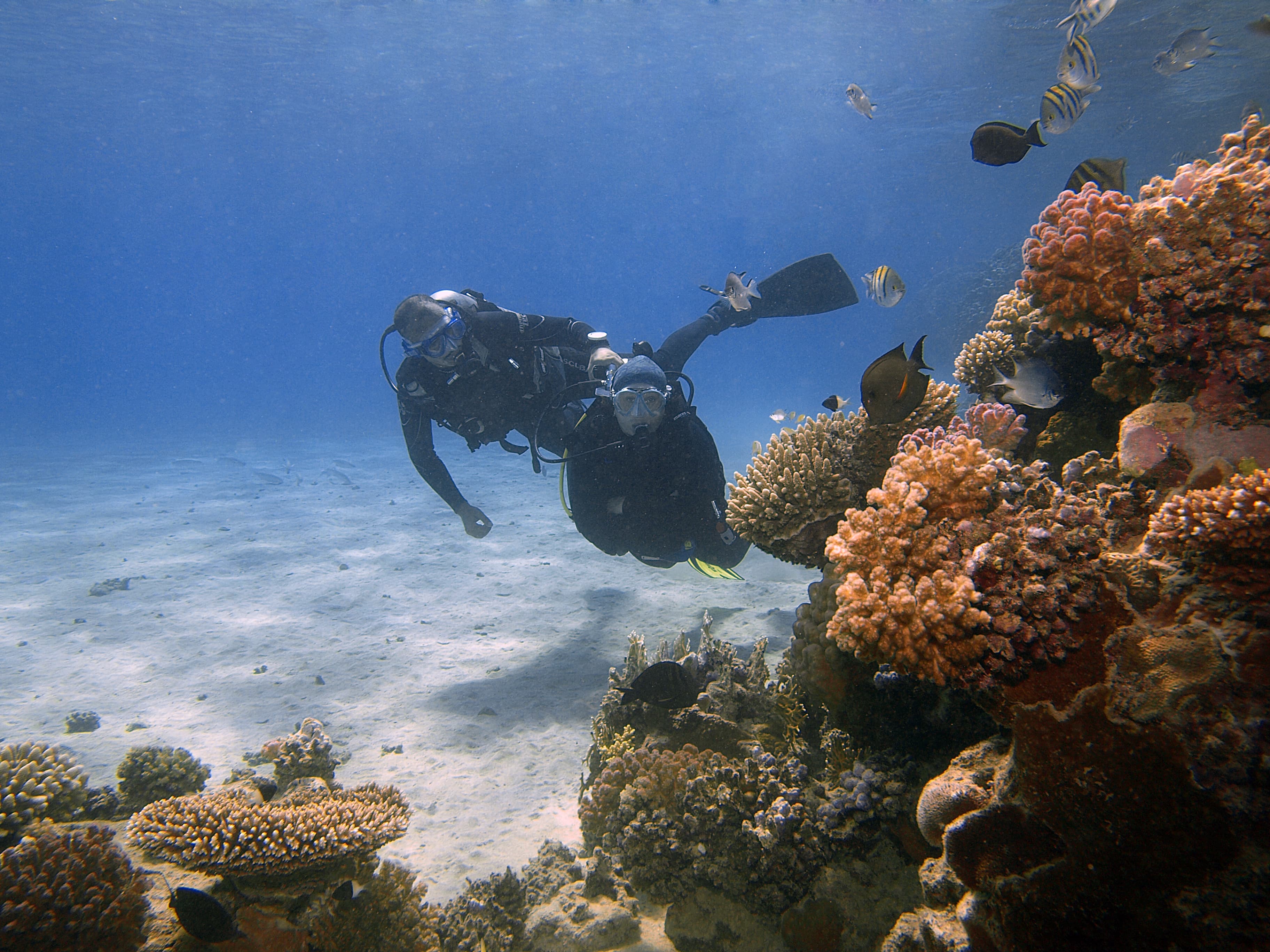 Scuba Diving | Dive In Marine Services - Kingdom of Bahrain